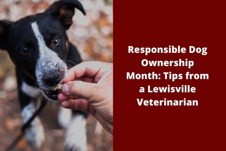 Responsible Dog Ownership Month: Tips from a Lewisville Veterinarian ...